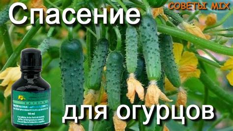 Спасение огурцов с помощью зеленки и йода. Простое средство от болезней ...
