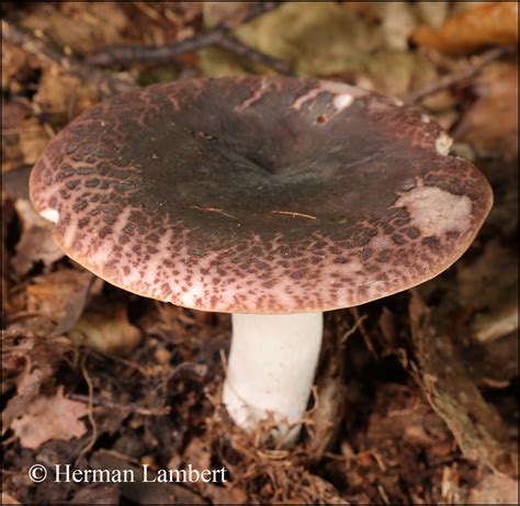 Russula variata | HL2014 MQRUS1239-23 IUMQ2309 | herman L. | Flickr