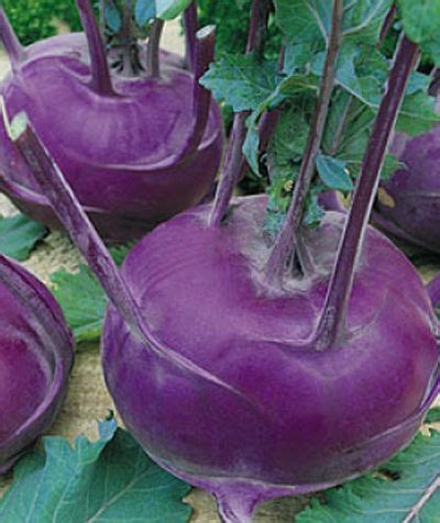 Семена капусты кольраби ВЕНСКАЯ ГОЛУБАЯ купить - Агро союз Фаворит