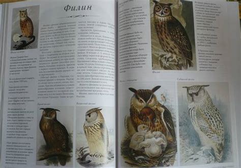 Книга: Самые красивые птицы - . Купить книгу, читать рецензии | Лабиринт