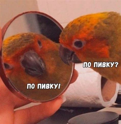 Прикольные картинки / Приколы