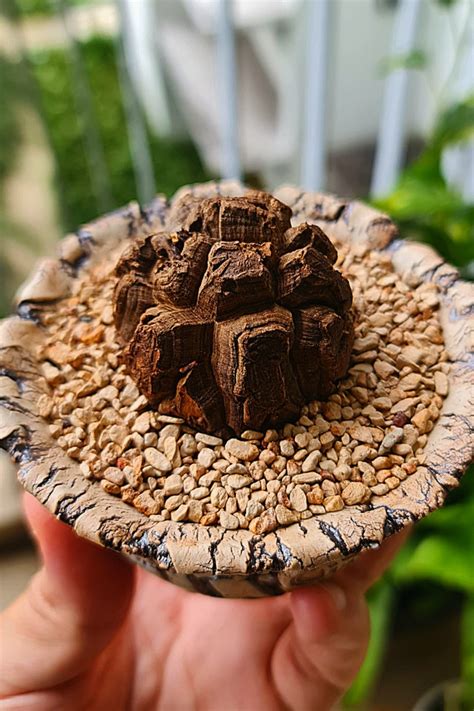 Dioscorea Elephantipes, Furniture & Home Living, Gardening, Plants ...