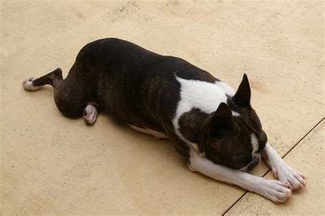 Super Dog Free Photo Download | FreeImages