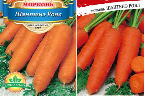 Морковь Шантанэ роял: описание сорта, фото, отзывы, характеристика ...