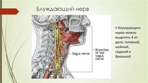 Блуждающий нерв: анатомия, зоны иннервации, ядра и ветви, функции ...