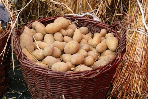 «Синклер» — сохранит посадочный картофель до весны — Ботаничка