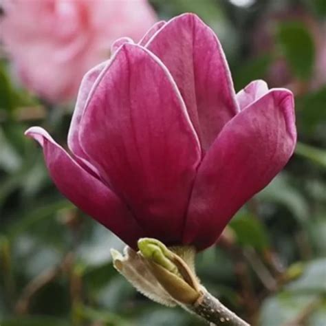 Магнолия Джени, "Magnolia Genie" | САД ПОЛТАВИ