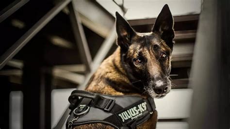 Julius-K9 Benelux: de webshop voor Julius-K9 producten