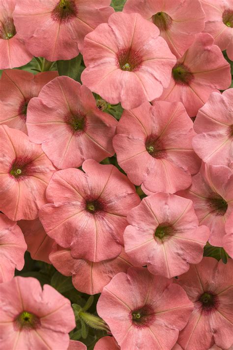 Supertunia