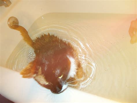 Wet Cat Pictures – Joe's Blog