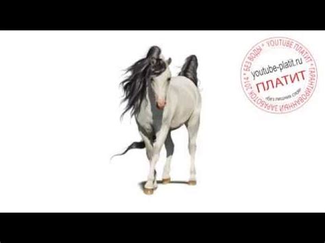 Нарисованные лошади Как научиться рисовать лошадь - YouTube