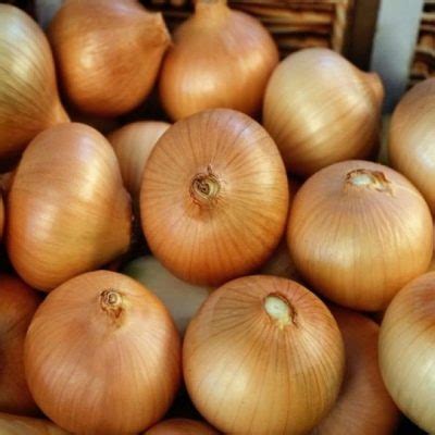 Лук Бессоновский Местный: описание сорта и характеристики, выращивание ...