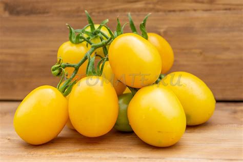 СИБИРСКИЙ АБРИКОС — BTomate