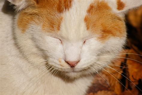 Рыжий кот жмурится - обои для рабочего стола, картинки, фото