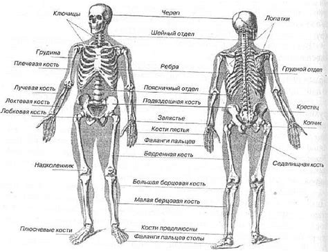 Анатомия жизни и смерти. Жизненно важные точки на теле человека