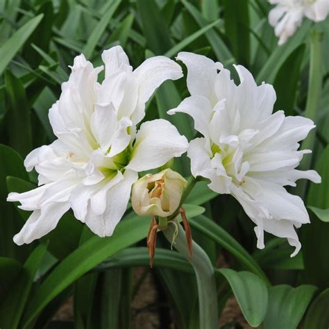 Белый гиппеаструм: описание и фото сорта Пикоти, разновидностей ...