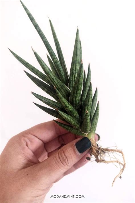 Sansevieria Francisii Care - Spiky Snake Plant