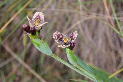 Tigridia M-Z | Pacific Bulb Society