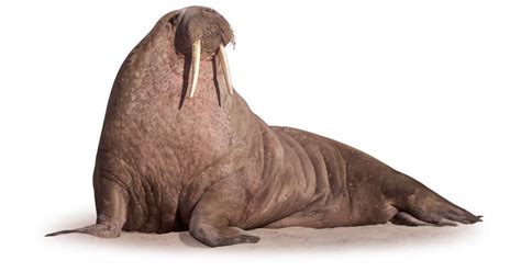 Walrus Facts | Where do Walruses Live | DK Find Out