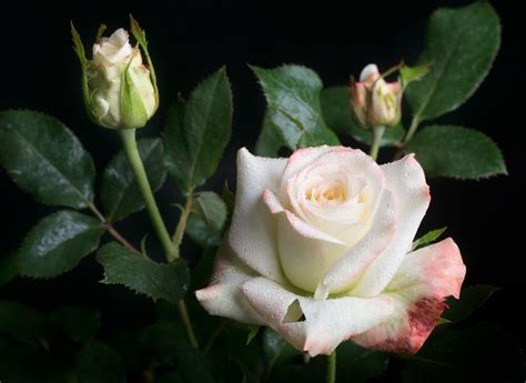 Rose Imperatrice Farah ® - Rosa Imperatrice Farah ® günstig kaufen
