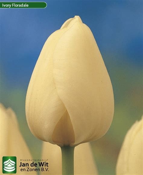 Ivory Floradale | Tulip | Jan de Wit en Zonen B.V.