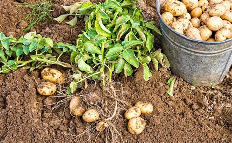 Pommes de terre : culture, récolte et recettes gourmandes