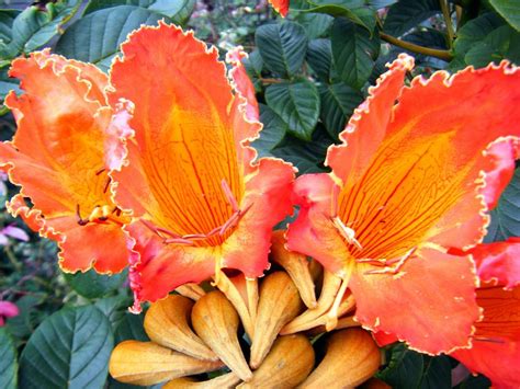 Африканское тюльпановое дерево (Spathodea campanulata). Энциклопедия ...