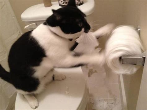 Как приучить кота к унитазу