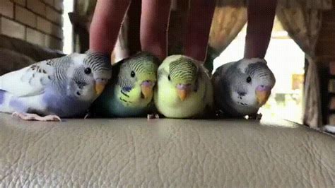 Four pets at once – Cuties Overload