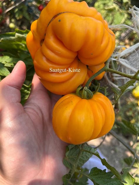 Tomate Florentine Beauty | Saatgut-Kiste