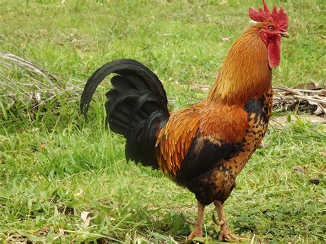 Free photo: Cock, Chicken, Bird, Nature, Animal - Free Image on Pixabay ...