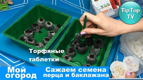 ПОСЕВ ПЕРЦА И БАКЛАЖАНА В ТОРФЯНЫЕ ТАБЛЕТКИ/ ПРОРОЩЕННЫЕ СЕМЕНА ...