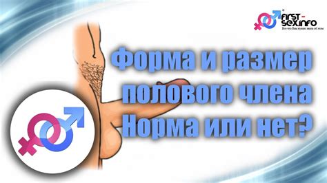 Форма и размер мужского полового члена. Норма или отклонение? - YouTube