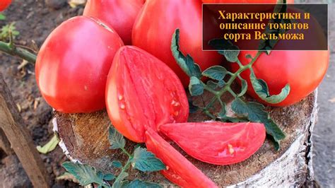 Характеристики и описание томатов сорта Вельможа - YouTube