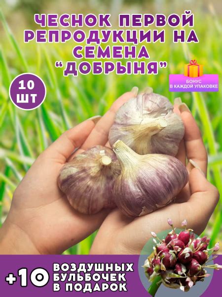 Луковицы Чеснок Добрыня купить по выгодной цене в интернет-магазине ...