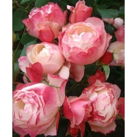 Дольчецца (Rose Dolcezza)