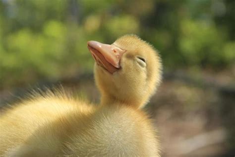 Crea y aprende con Laura: 5 motivos para cambiar de Google a DuckDuckGo