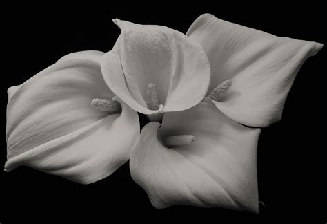 Flora – KENRO IZU PHOTOGRAPHY