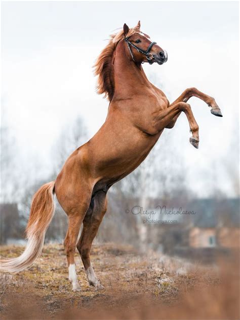 свобода liberty | Horse rearing, Pretty horses, Beautiful horses