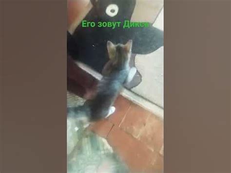 Дикси #кот#Дик# - YouTube