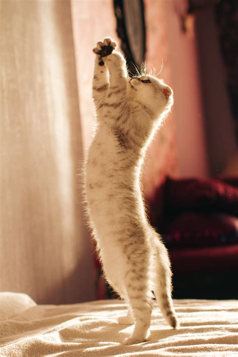 Коты стоят на задних лапах - картинки и фото koshka.top