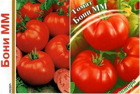 Самые лучшие сорта помидор для открытого грунта: красные, желтые ...