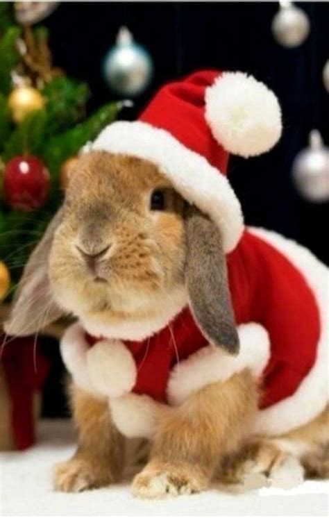 Pin de Caroline em Animaux mignons | Natal, Fotos, Papai noel