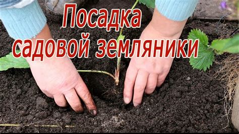 Посадка садовой земляники - YouTube