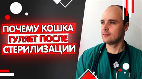 Почему кошка гуляет и просит кота после стерилизации - YouTube