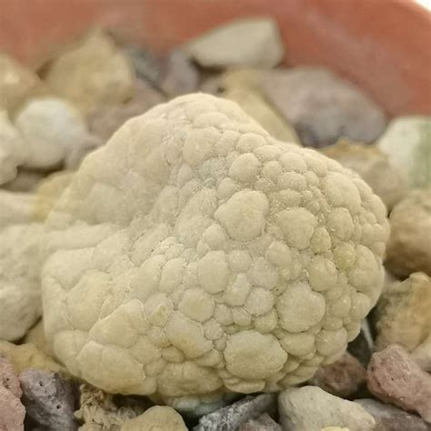 Pseudolithos migiurtinus 5,5 cm. | Asclepiadaceae - Giromagi vendita ...