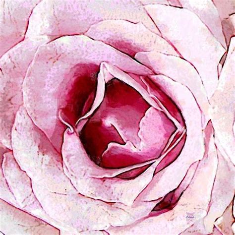 Kraftblüten rosa Rosen | Du bist innen und außen