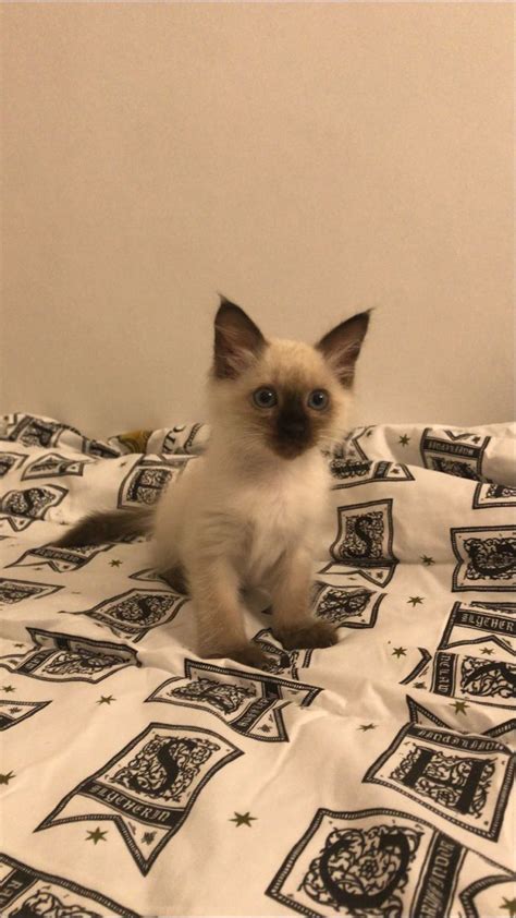 so cute | Котята, Милые котики, Очаровательные котята