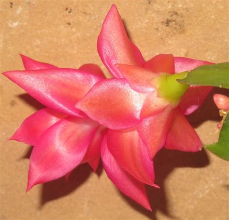 Schlumbergera cv Thor Kiri / SCHLUMBERGERA CV / SHOP | CULTURE PLANTS