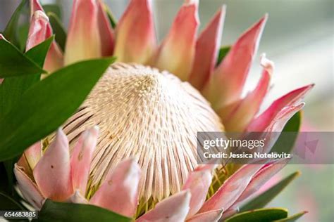 203 King Proteas Stock Photos, High-Res Pictures, and Images - Getty Images